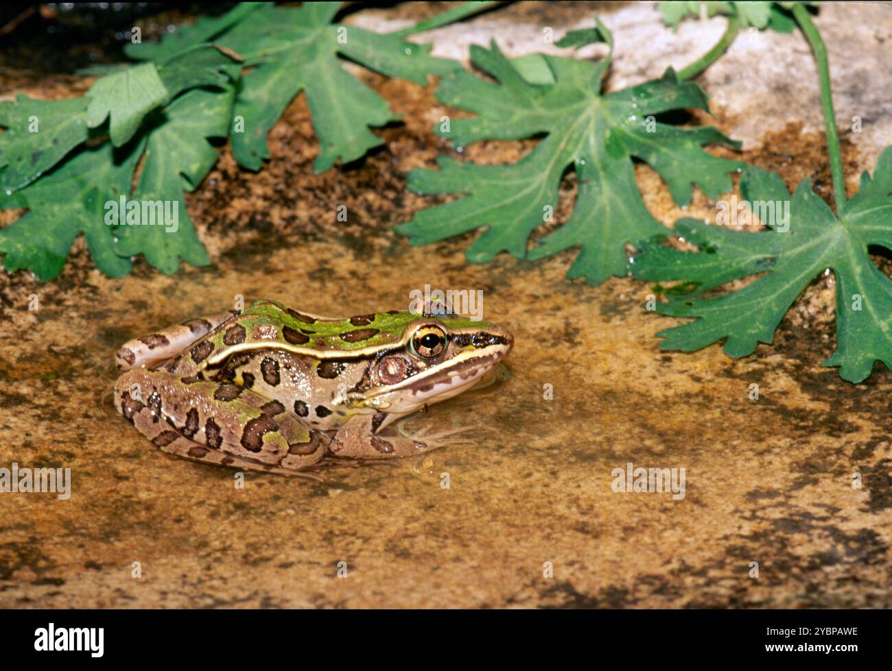 Southern Leopard Frog or bullfrog, Rana Sphenocephala sitting in ...