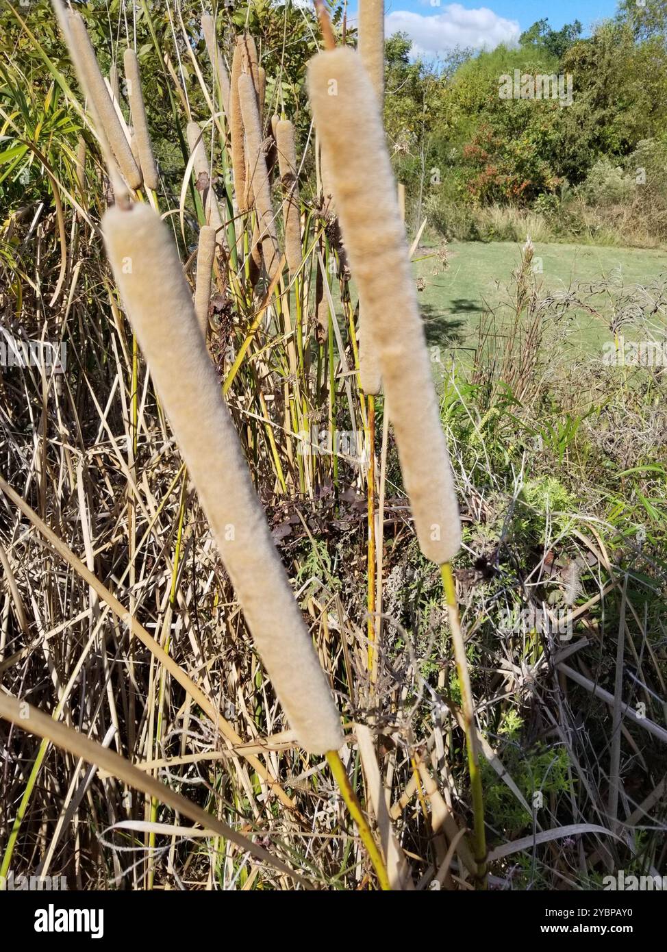 southern cattail (Typha domingensis) Plantae Stock Photo - Alamy