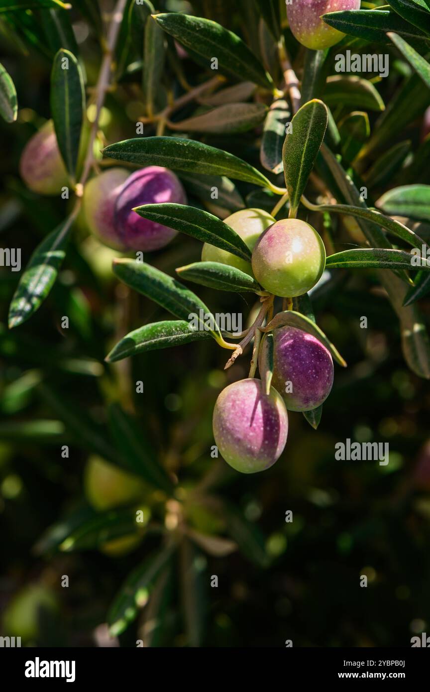 Branch showcases clusters hi-res stock photography and images - Alamy