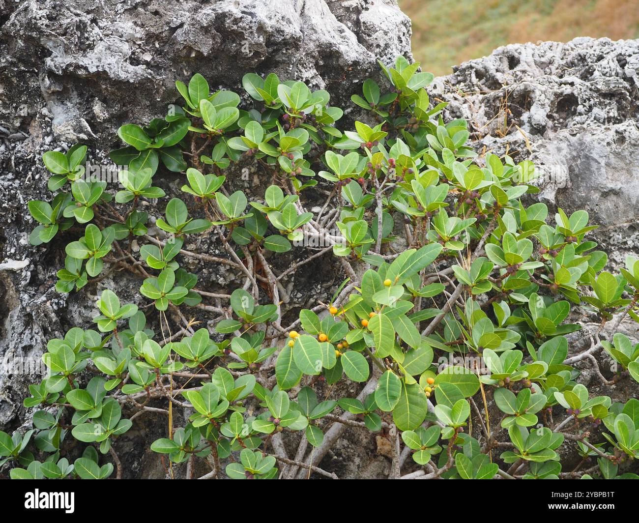 Dye fig (Ficus tinctoria) Plantae Stock Photo - Alamy