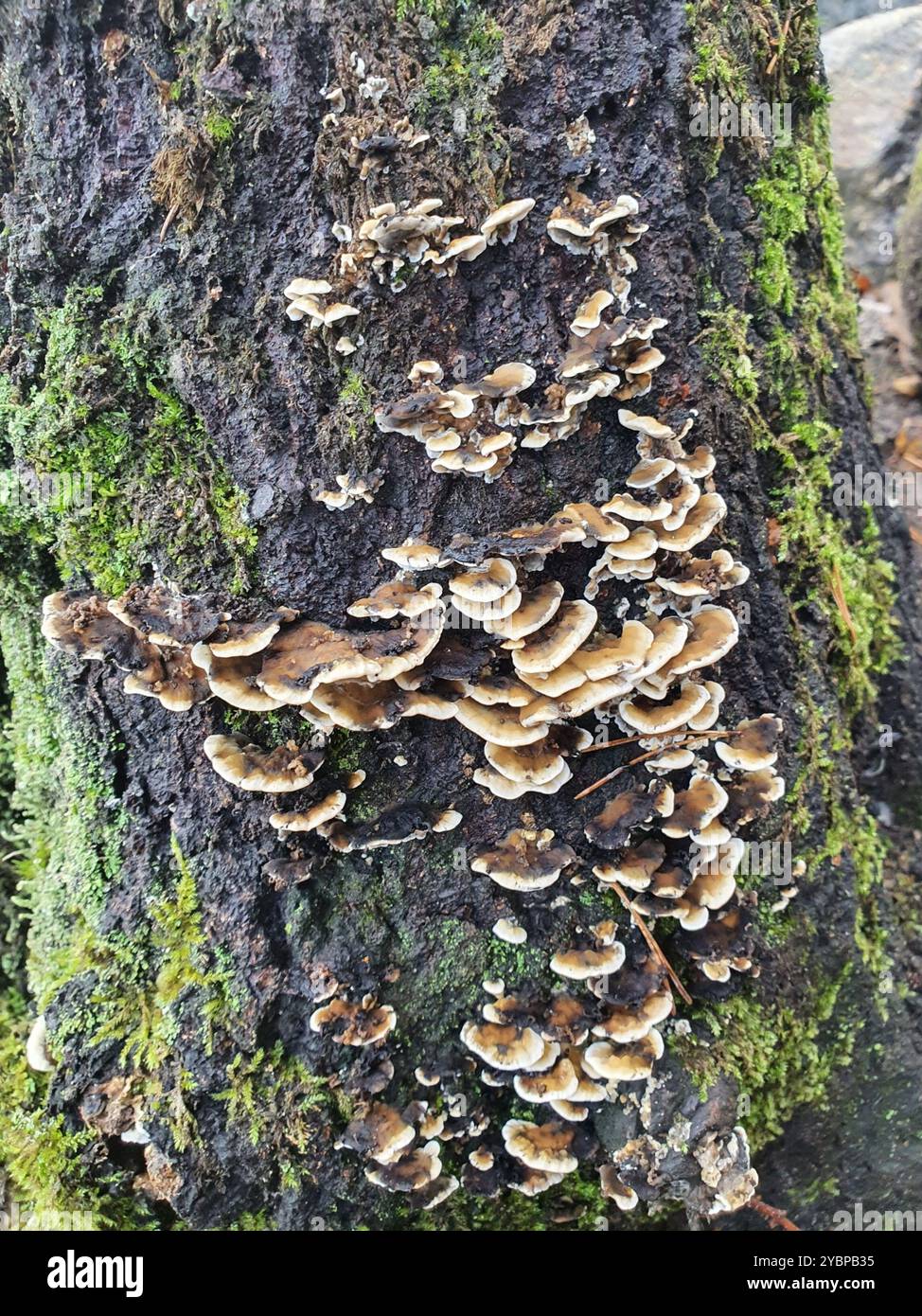 shelf fungi (Polyporales) Fungi Stock Photo - Alamy