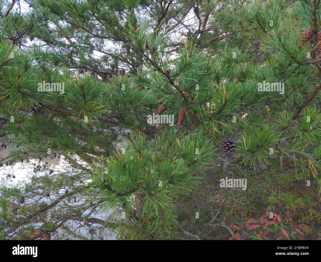 Virginia pine (Pinus virginiana) Plantae Stock Photo - Alamy