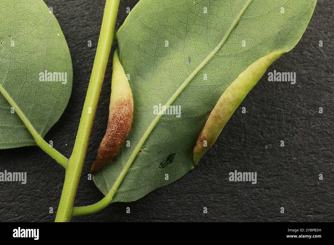 locust gall midge (Obolodiplosis robiniae) Insecta Stock Photo - Alamy