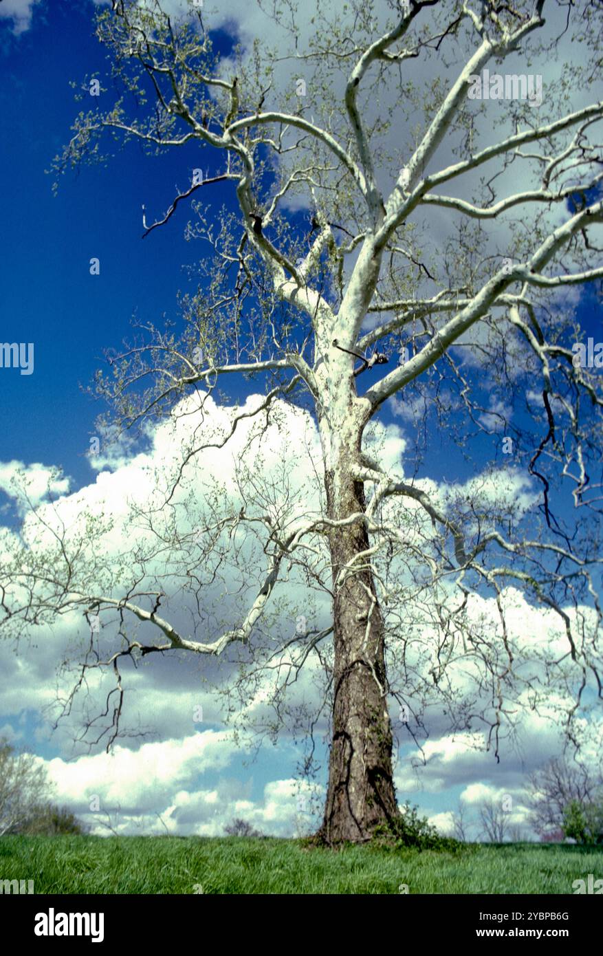 American sycamore tree, Platanus occidentalis, soaring amidst the ...