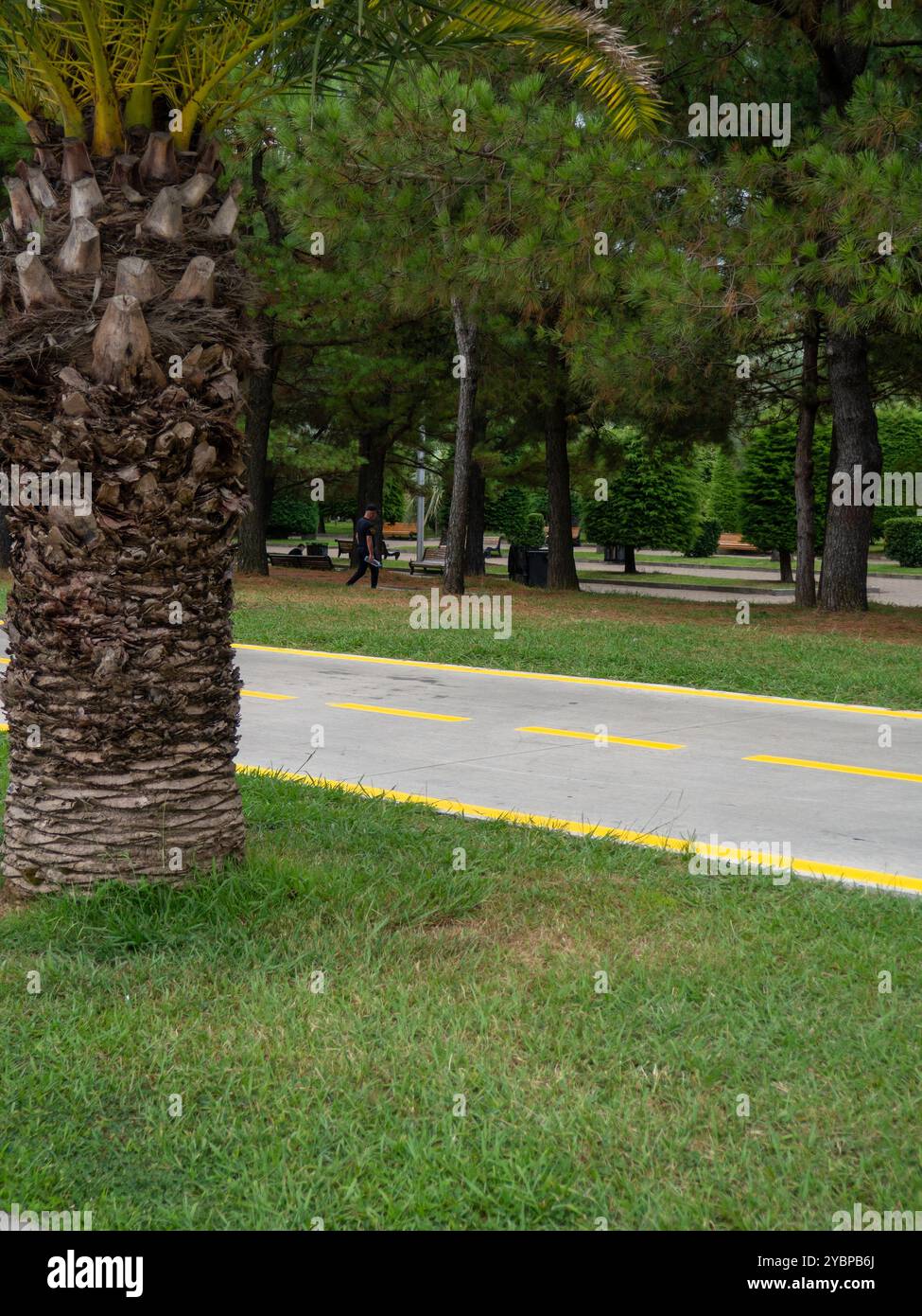 New bike path. Running path among palm trees. Symbol of sports. Bike ...