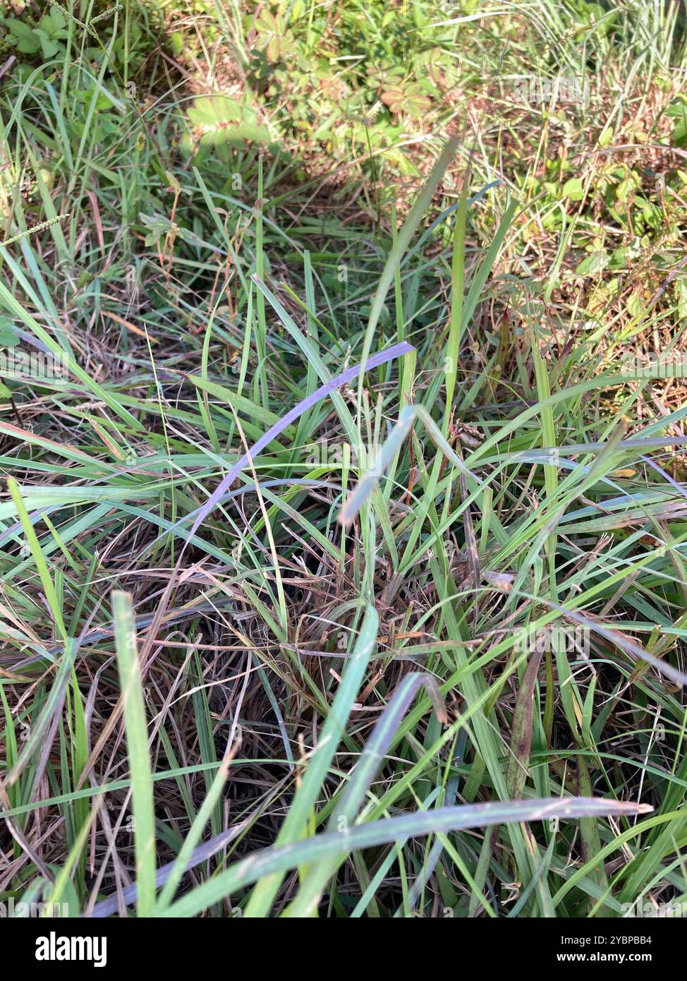grasses (Poaceae) Plantae Stock Photo - Alamy
