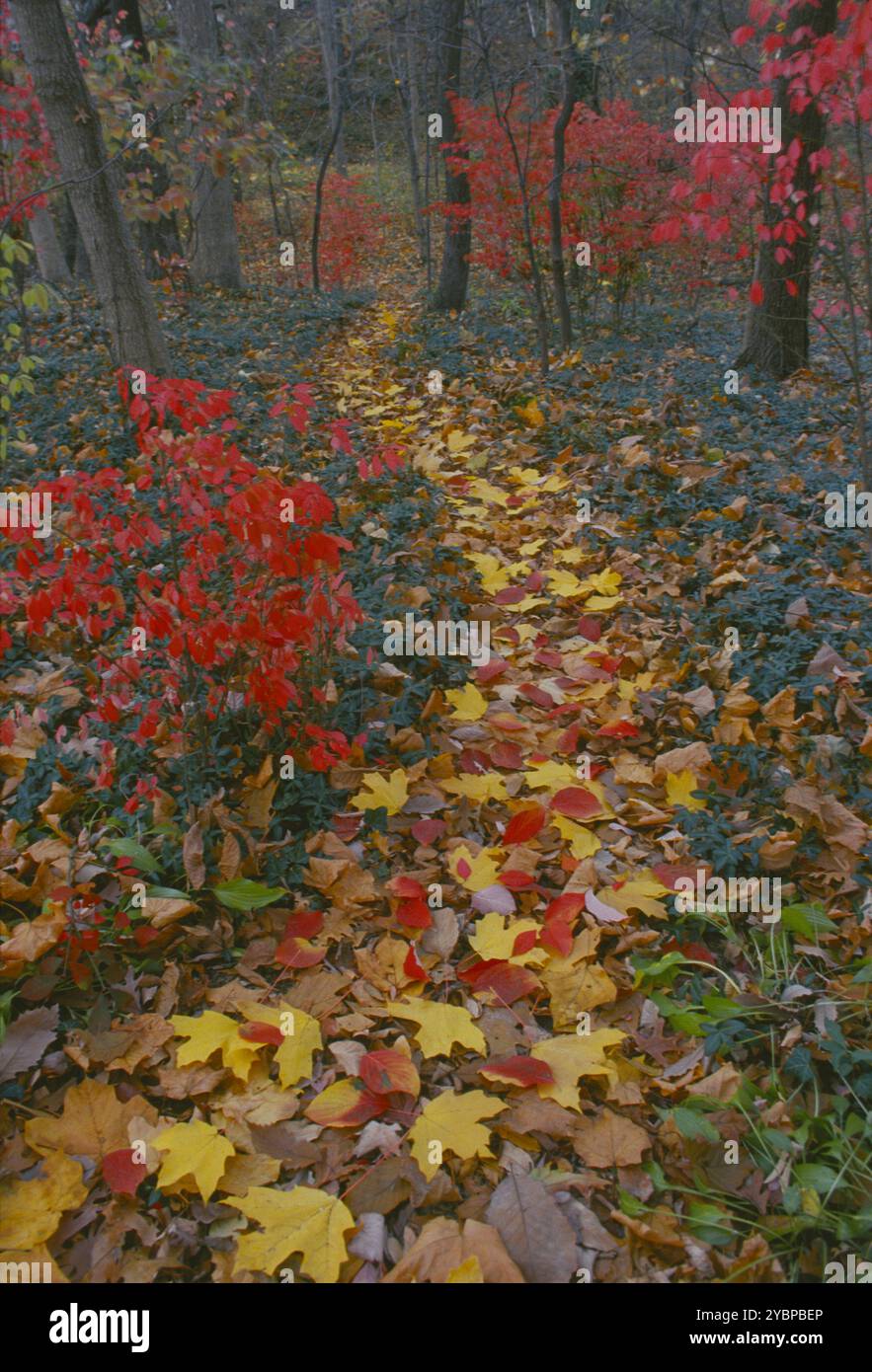 Fall pathway with colourful foliage in a wooded yard. A 4 season series ...
