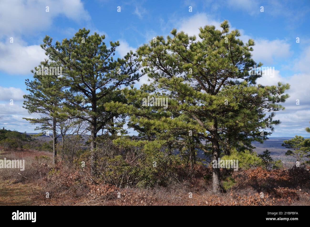 pitch pine (Pinus rigida) Plantae Stock Photo - Alamy