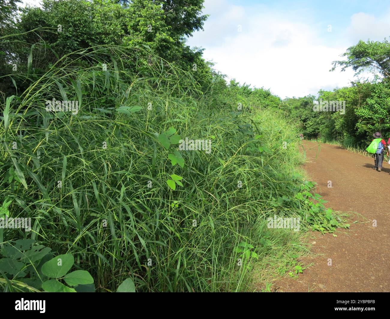 Rottboellia cochinchinensis hi-res stock photography and images - Alamy