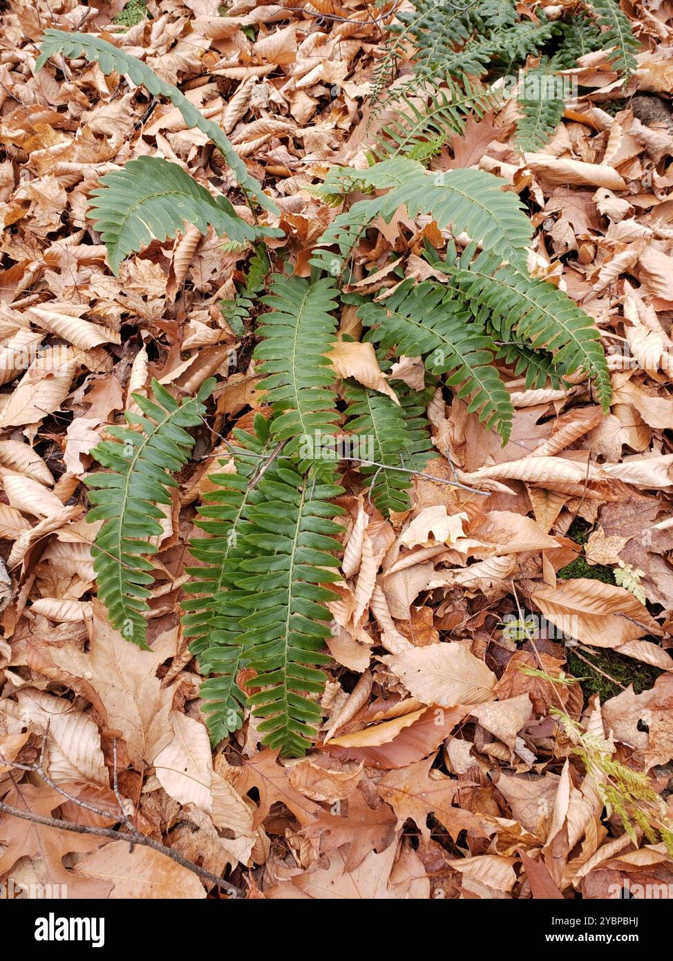 Christmas fern (Polystichum acrostichoides) Plantae Stock Photo - Alamy