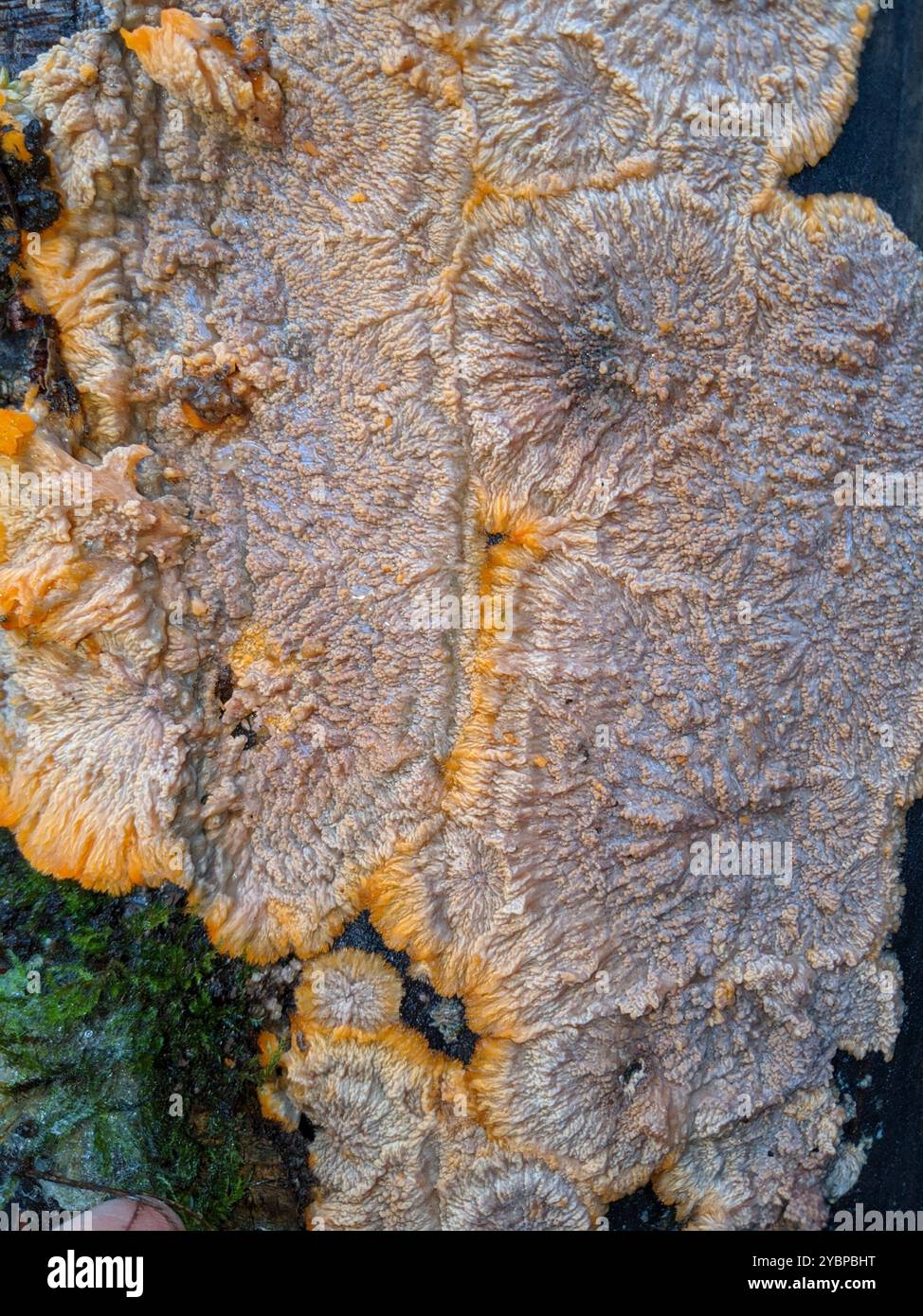Wrinkled Crust (Phlebia radiata) Fungi Stock Photo - Alamy