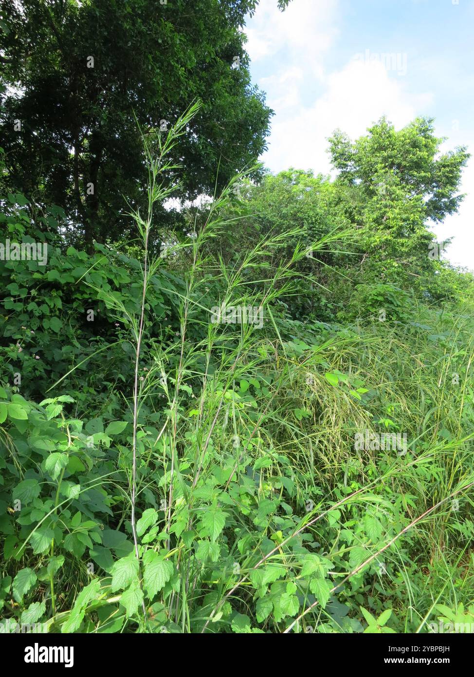 Grader Grass (Themeda quadrivalvis) Plantae Stock Photo - Alamy