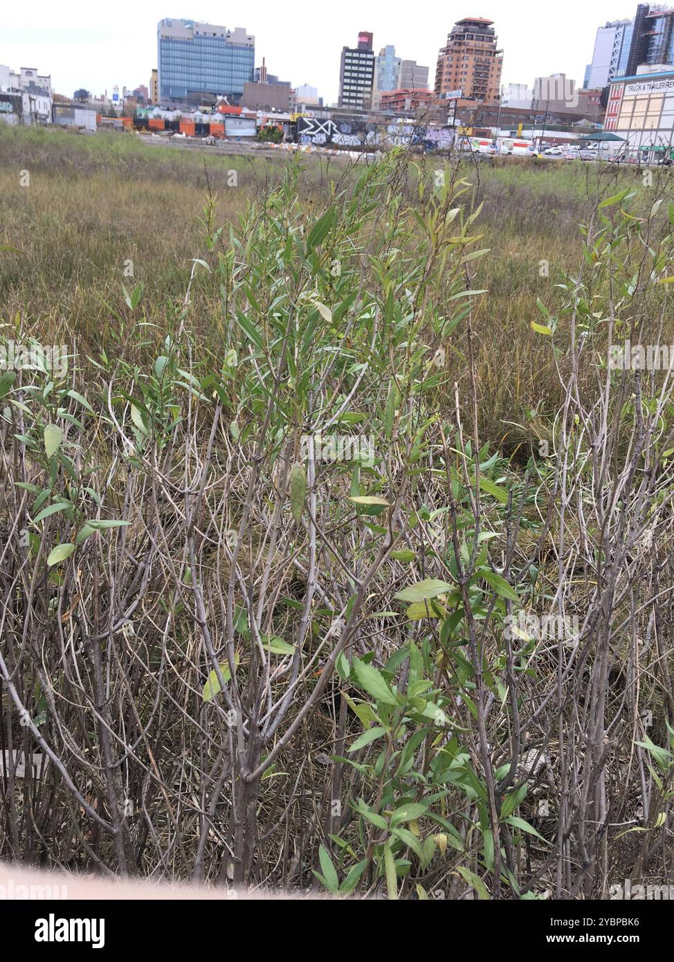 marsh elder (Iva frutescens) Plantae Stock Photo - Alamy