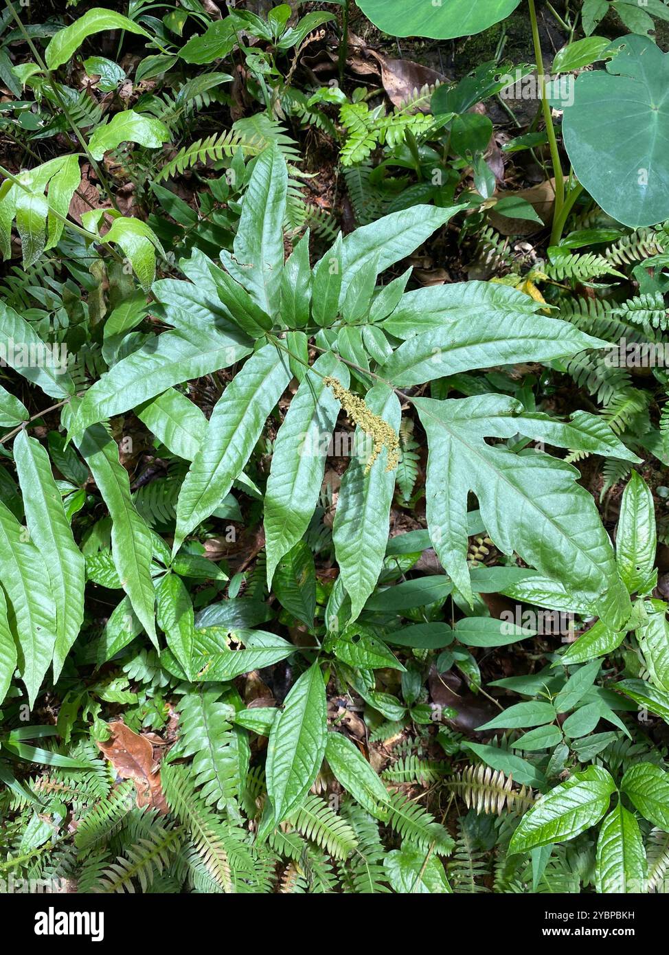 (Anemia phyllitidis) Plantae Stock Photo - Alamy