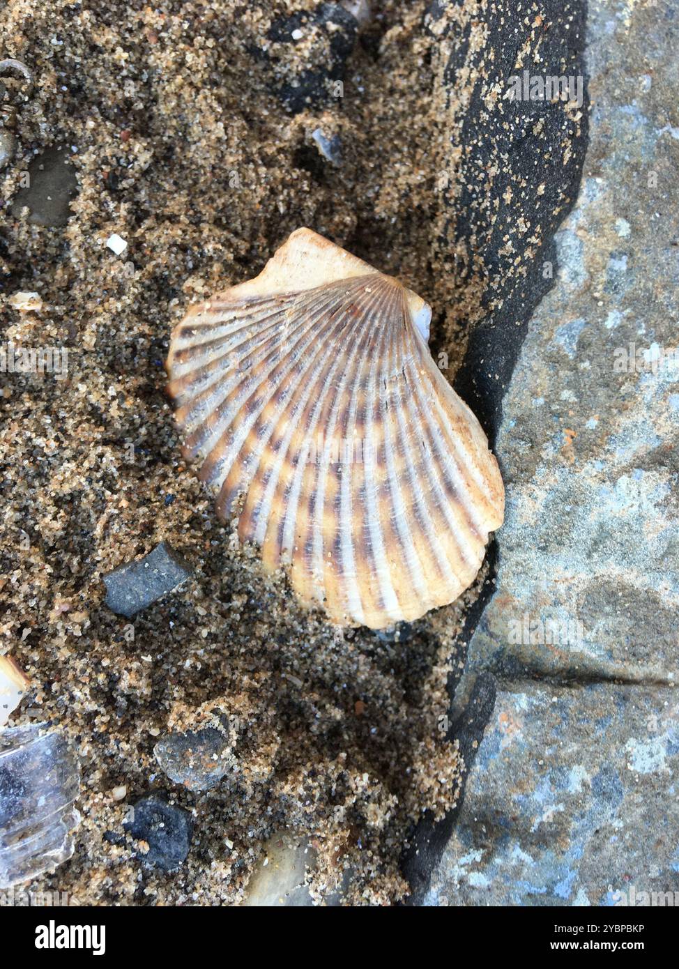 Atlantic Bay Scallop (Argopecten irradians) Mollusca Stock Photo - Alamy