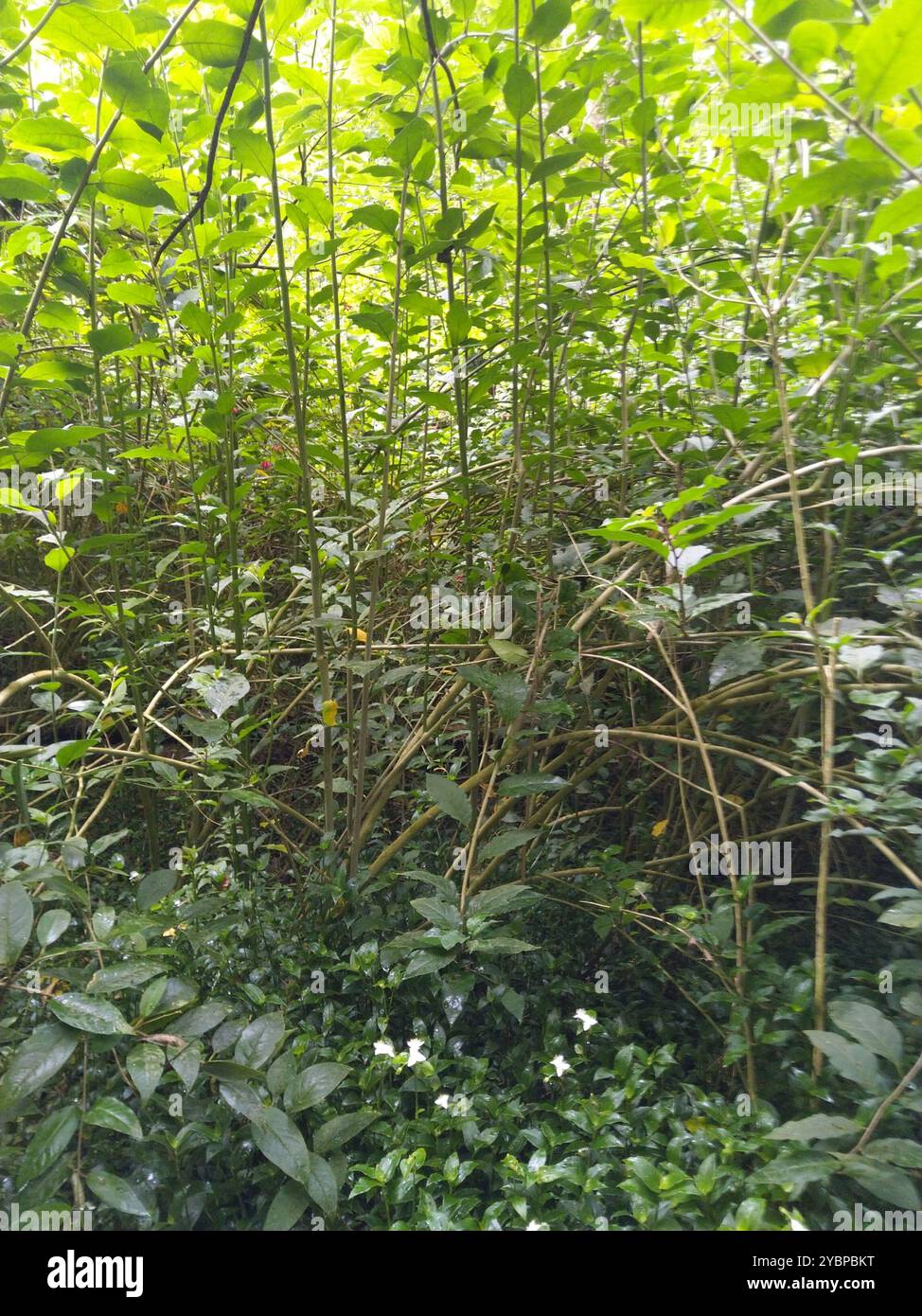 Cestrum elegans hi-res stock photography and images - Alamy