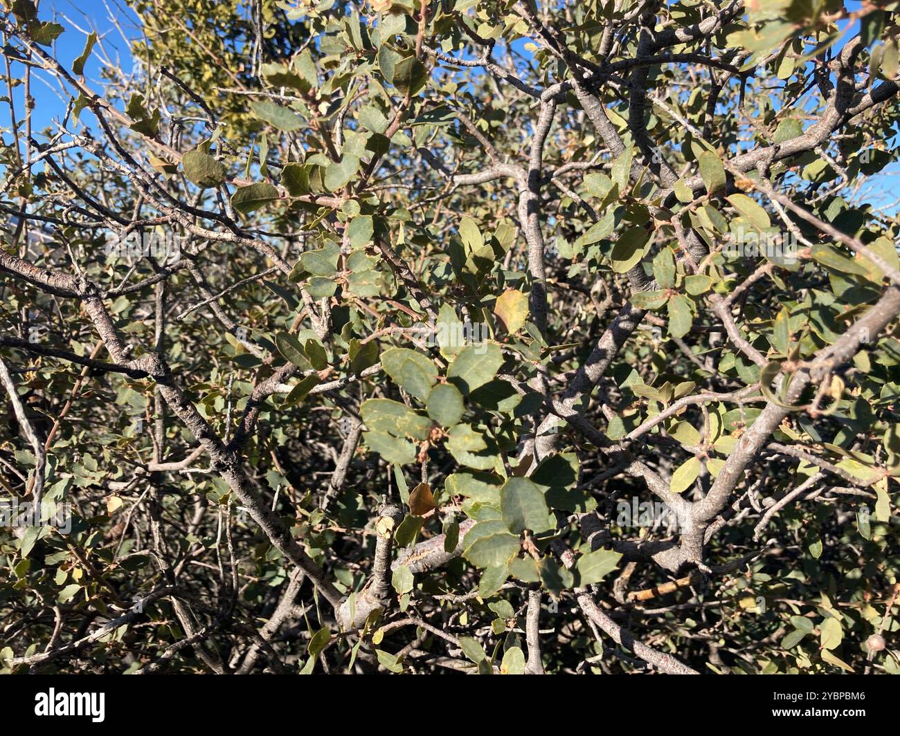 Sonoran scrub oak (Quercus turbinella) Plantae Stock Photo - Alamy