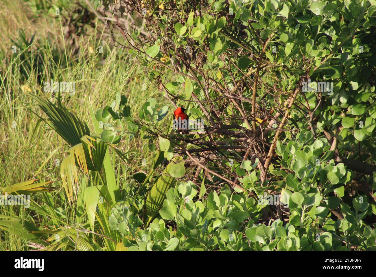 Southern Red Bishop (Euplectes orix) Aves Stock Photo - Alamy