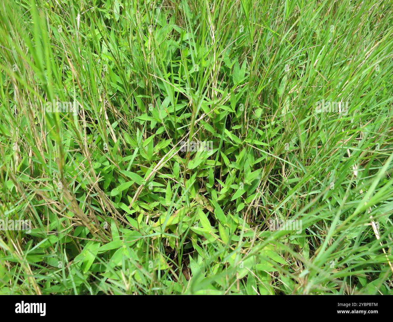 (Brachiaria umbellata) Plantae Stock Photo - Alamy