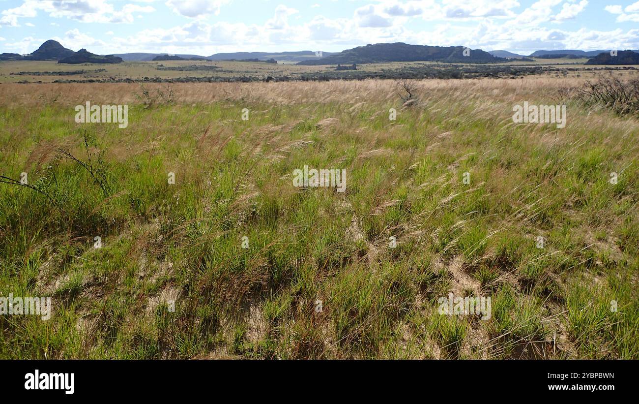 Common Russet Grass (Loudetia simplex) Plantae Stock Photo - Alamy