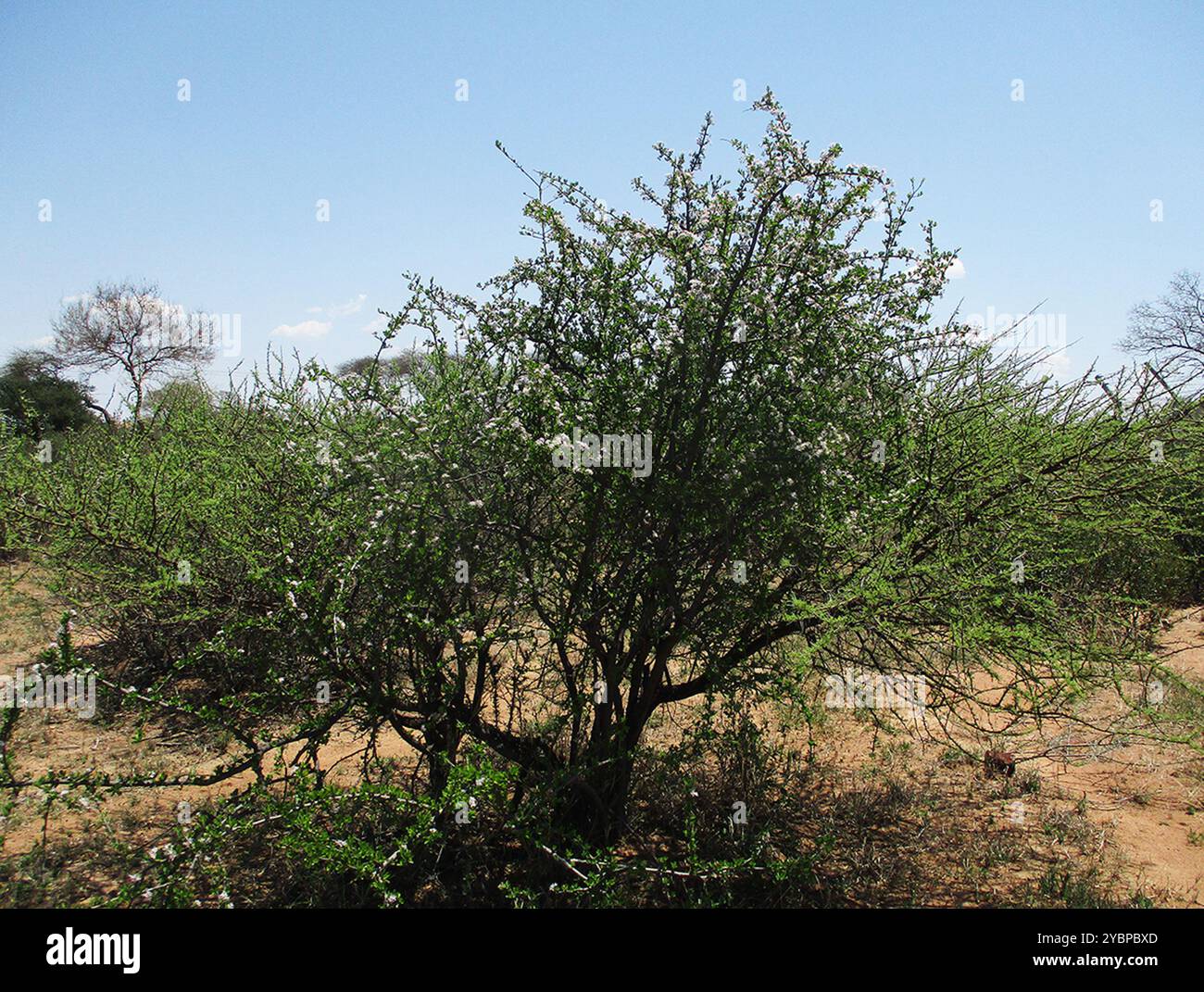 Puzzlebush (Ehretia alba) Plantae Stock Photo - Alamy