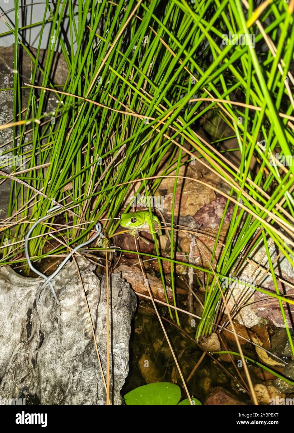Australian Green Tree Frog (Ranoidea caerulea) Amphibia Stock Photo - Alamy
