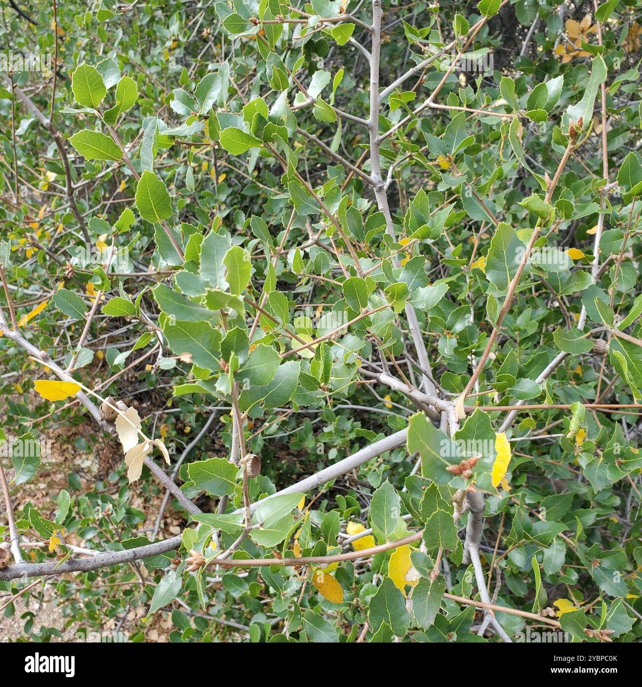 interior live oak (Quercus wislizeni) Plantae Stock Photo - Alamy