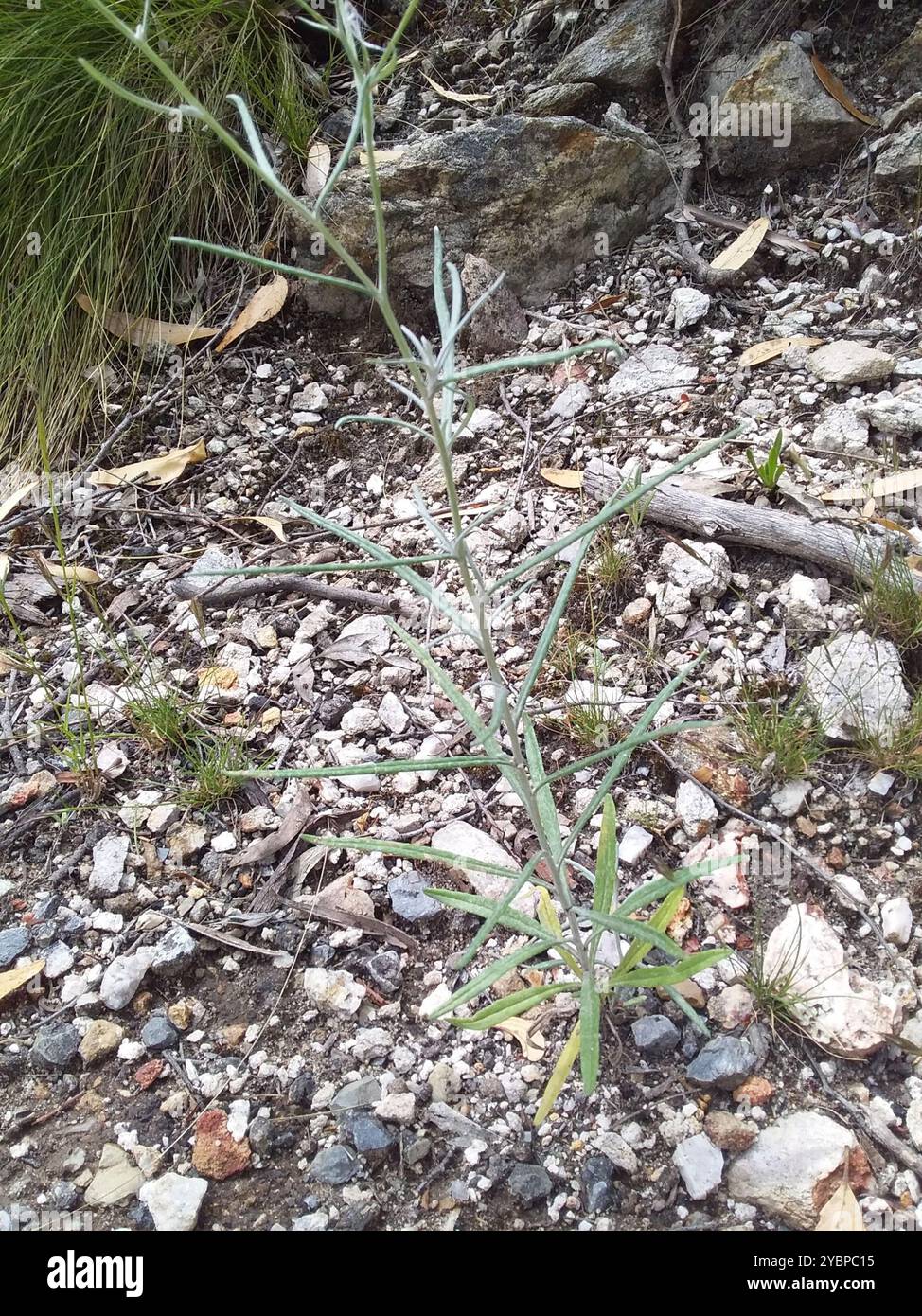 cotton burnweed (Senecio quadridentatus) Plantae Stock Photo - Alamy
