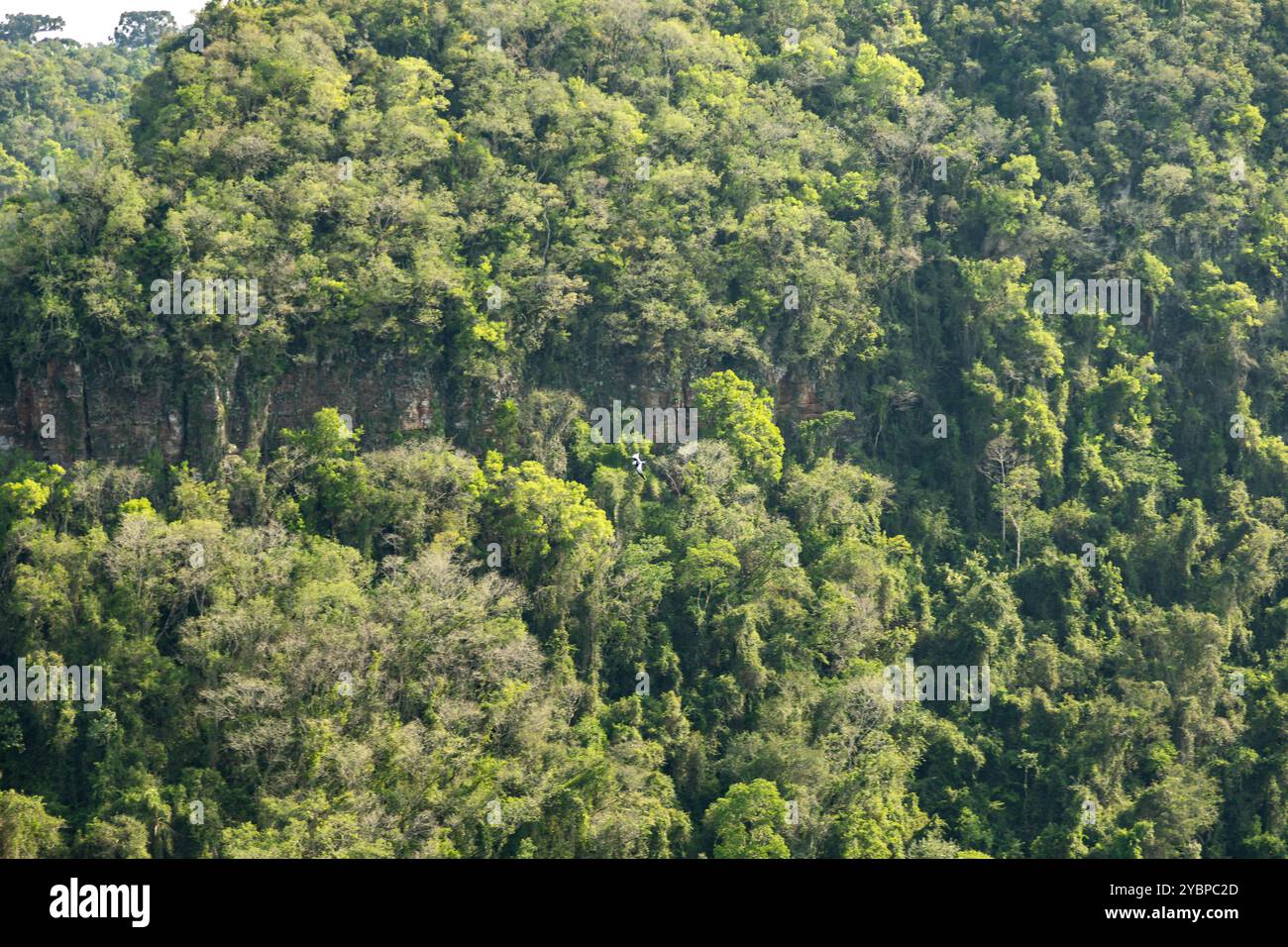Natural wild landscape of the Atlantic Forest and Brazilian rainforest ...