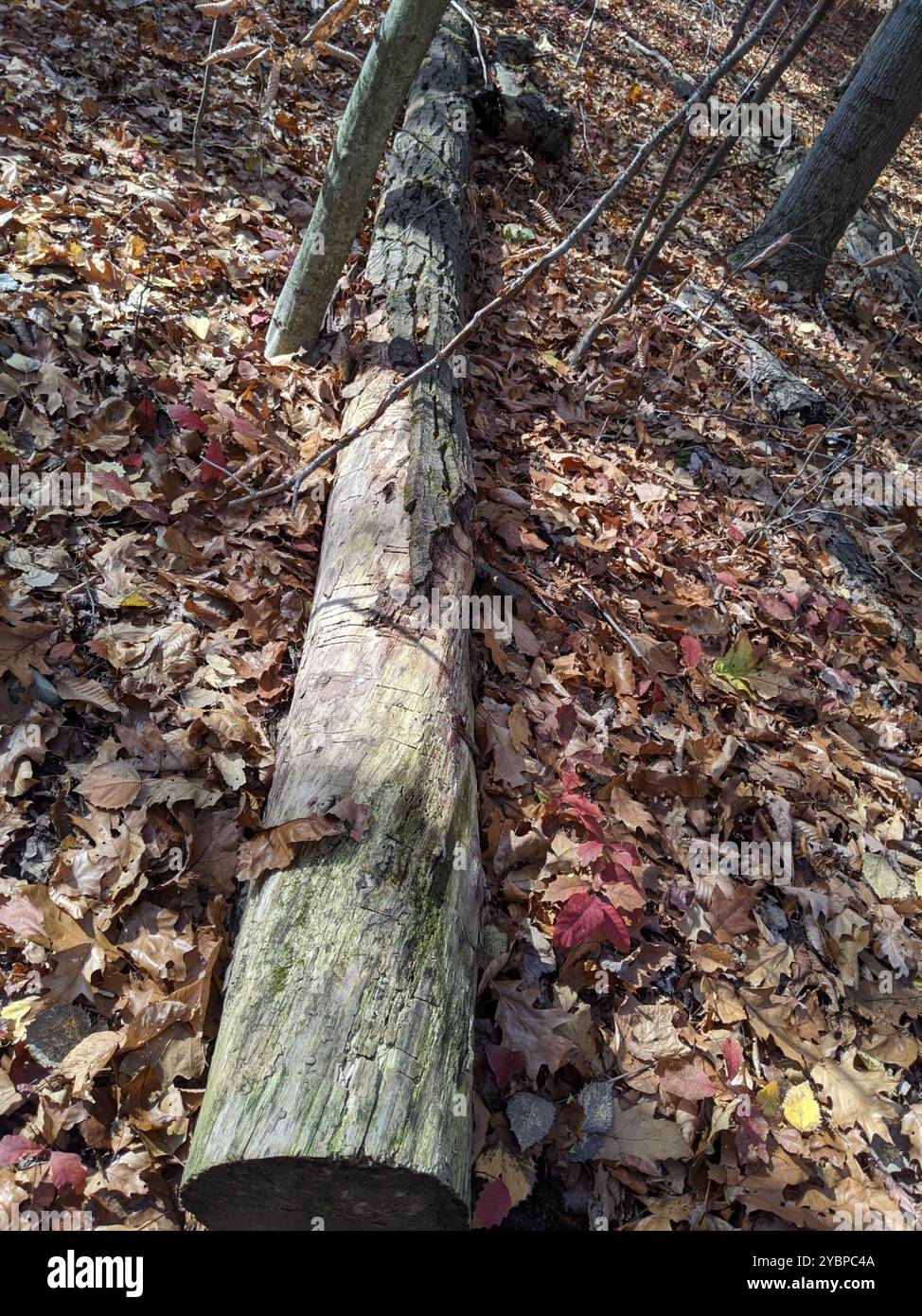 Ship-timber Beetles (Lymexylidae) Insecta Stock Photo - Alamy