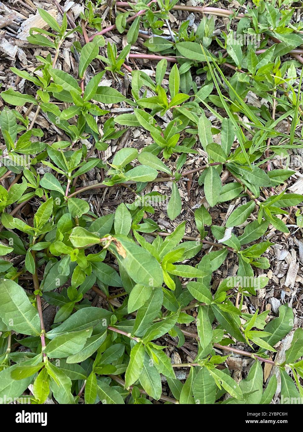 Alligatorweed (Alternanthera philoxeroides) Plantae Stock Photo - Alamy