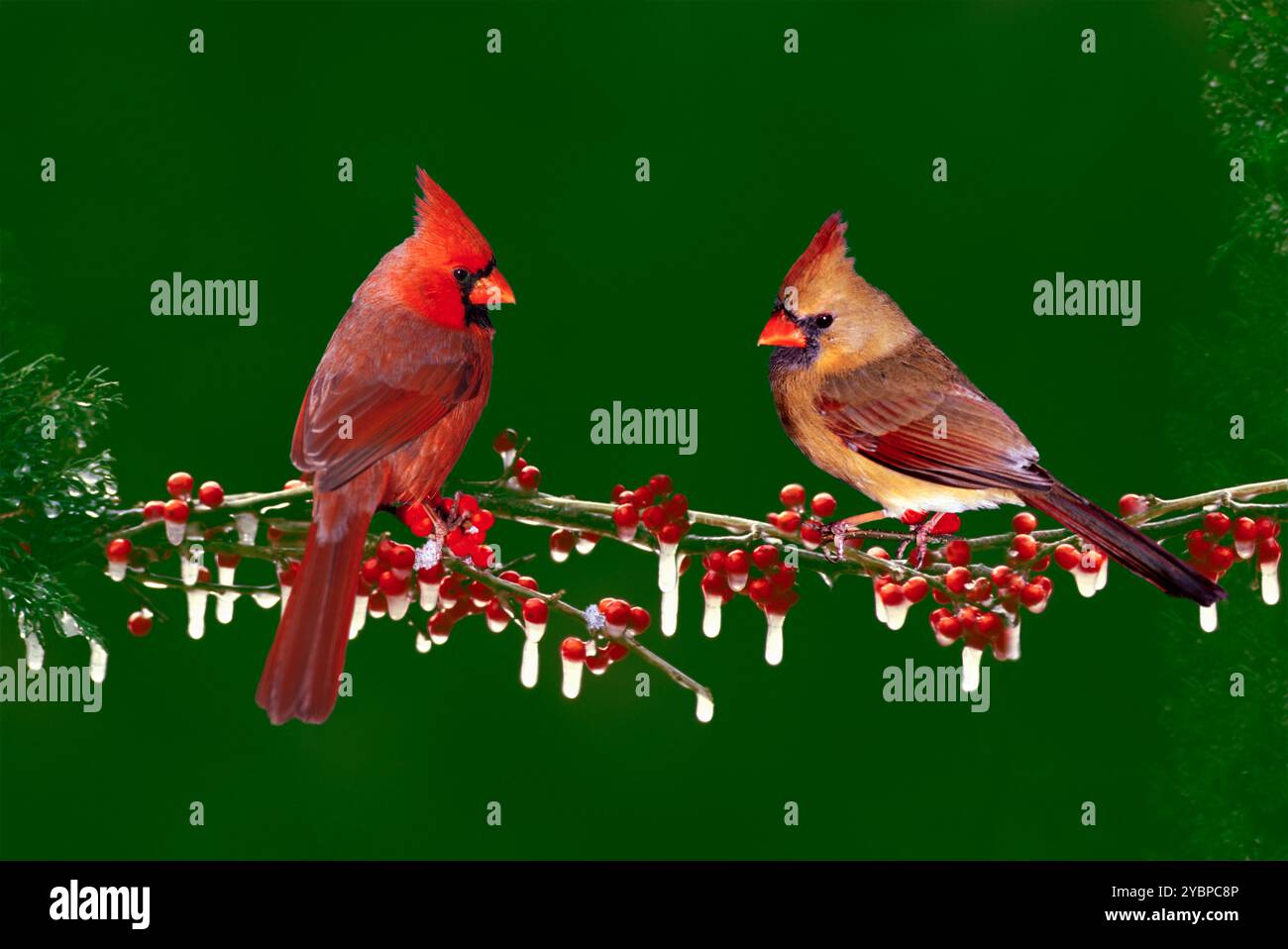 Together: A male and female cardinals perched together on icy holly ...