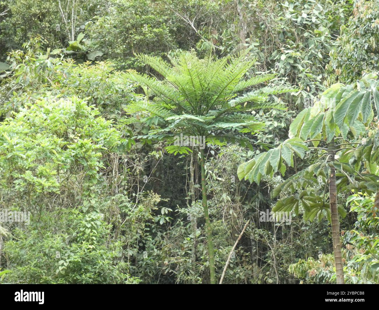 Brazilian fern tree (Schizolobium parahyba) Plantae Stock Photo - Alamy