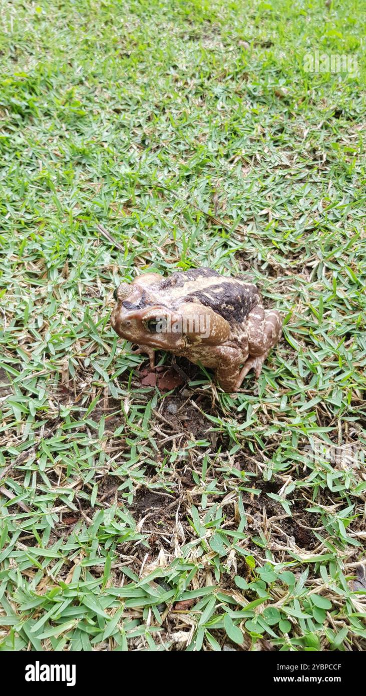Yellow Cururu Toad (Rhinella icterica) Amphibia Stock Photo - Alamy