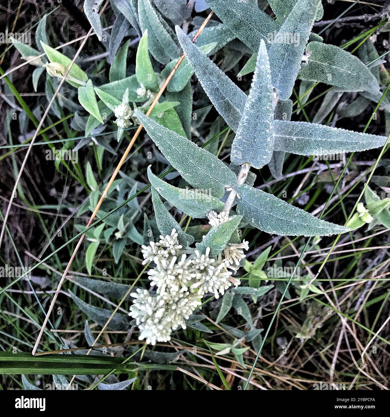 Sagewood (Buddleja salviifolia) Plantae Stock Photo - Alamy