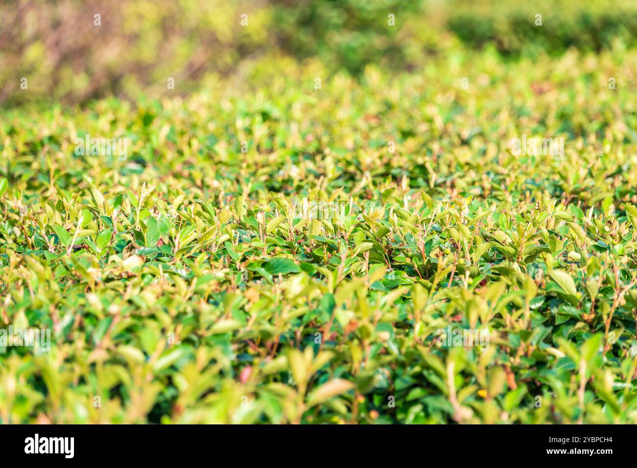 Neatly trimmed bushes in the summer or autumn park. Nature background ...