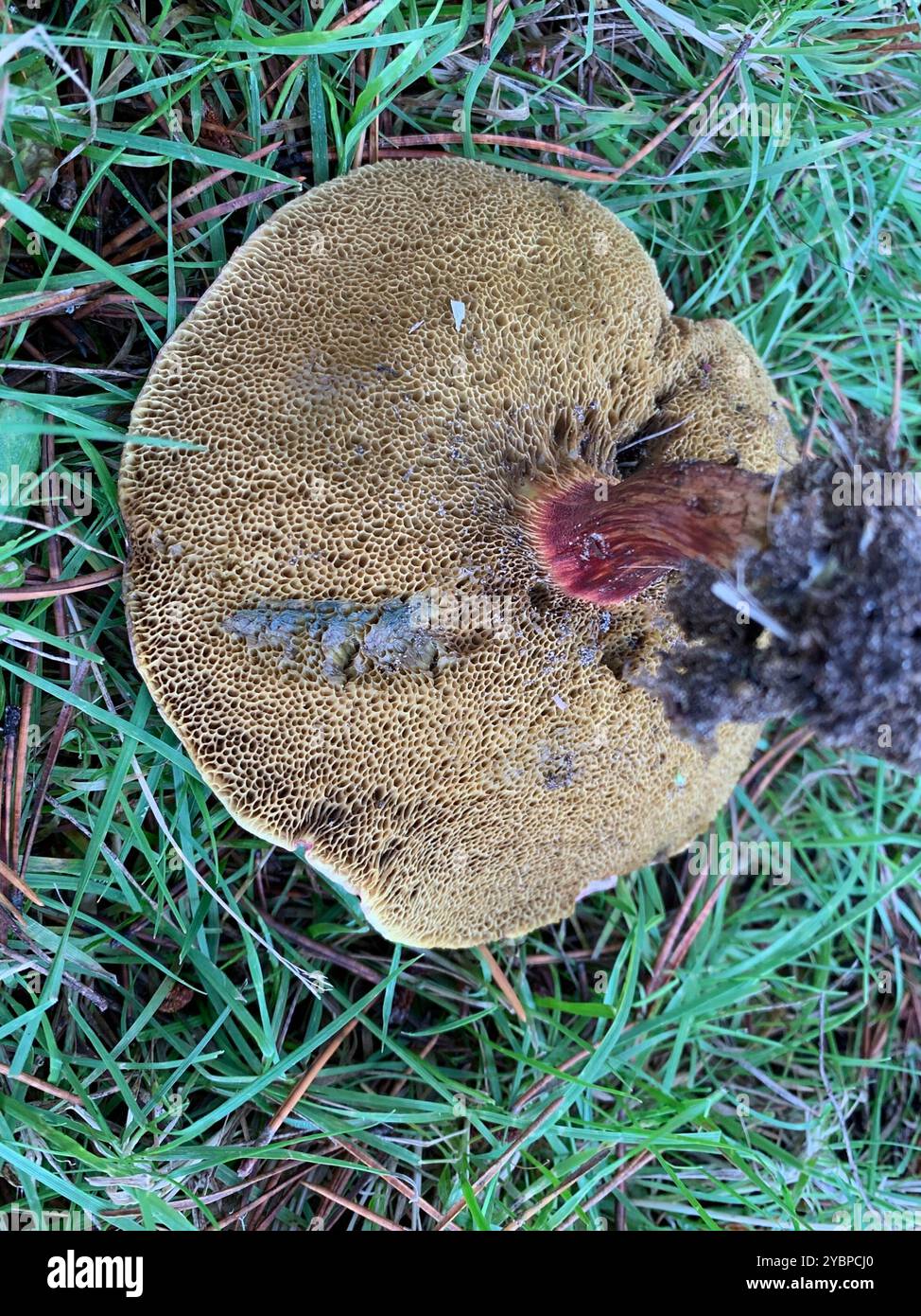 Zellers bolete hi-res stock photography and images - Alamy