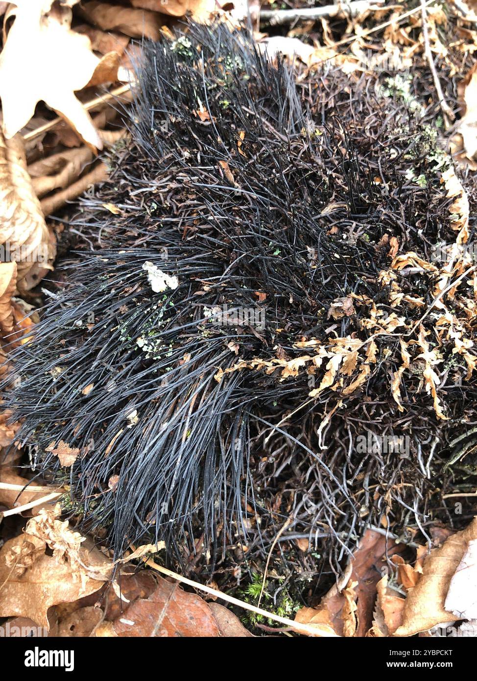 Phycomyces hi-res stock photography and images - Alamy