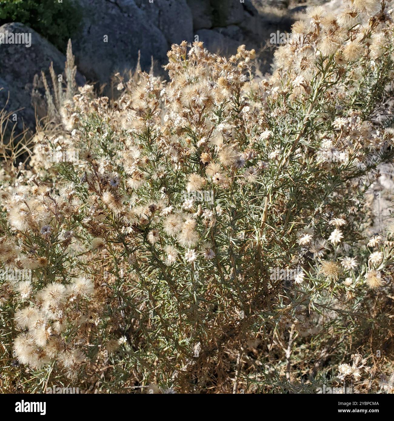 Pine-bush (Ericameria pinifolia) Plantae Stock Photo - Alamy