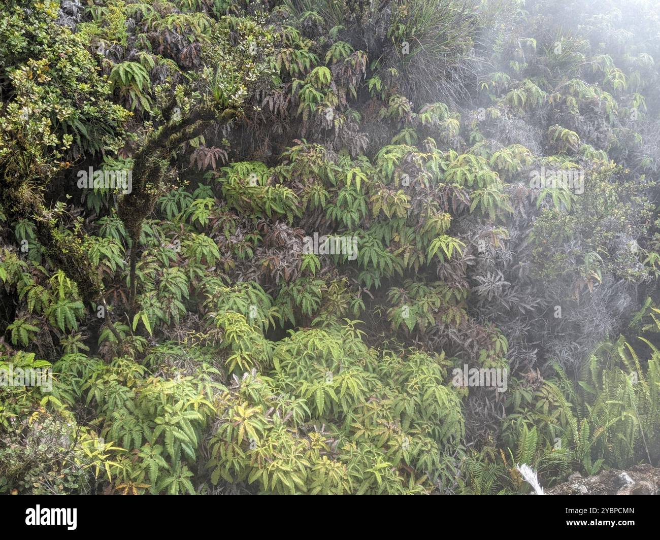 false staghorn fern (Dicranopteris linearis) Plantae Stock Photo - Alamy