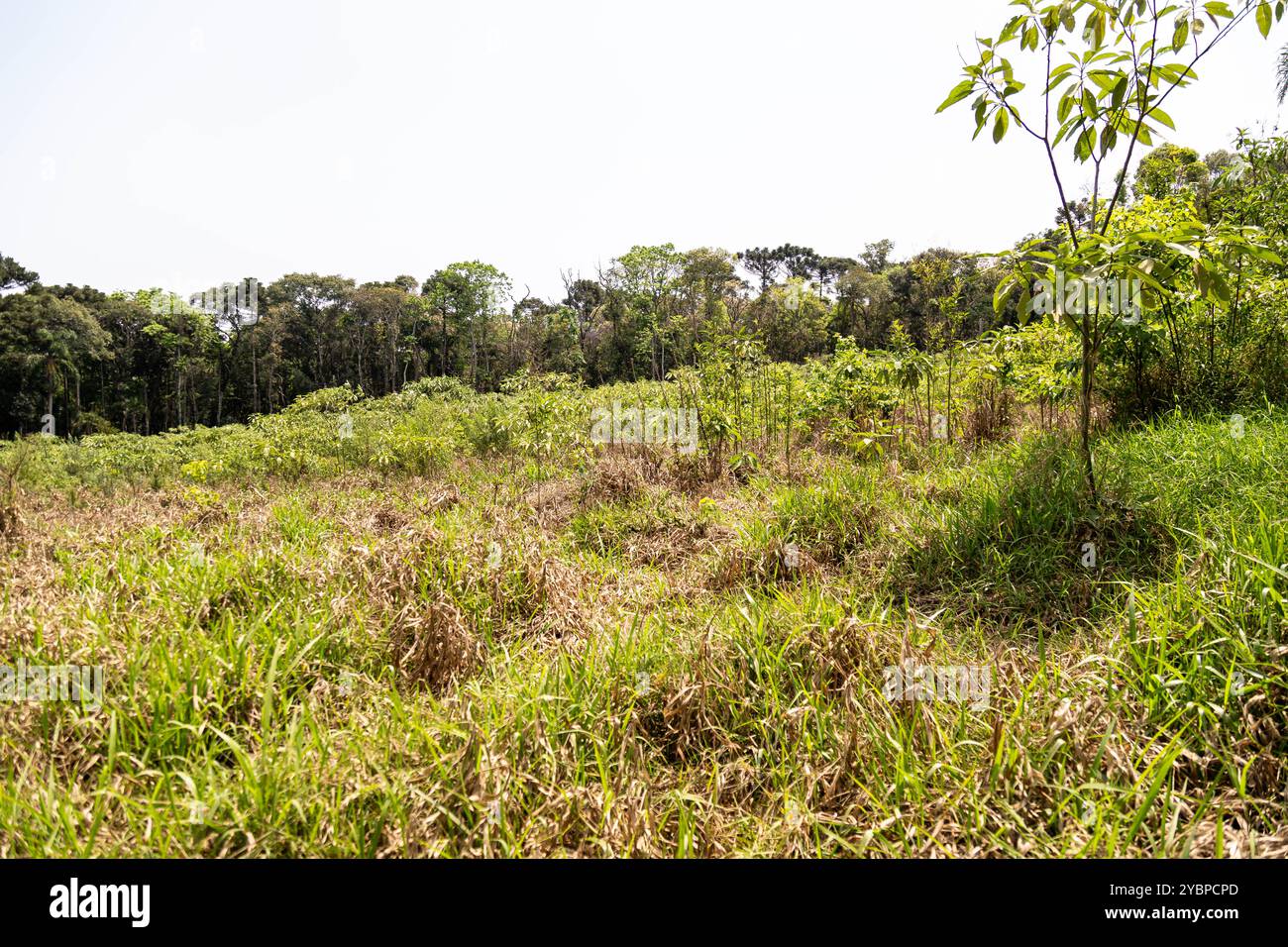 Natural wild landscape of the Atlantic Forest and Brazilian rainforest ...