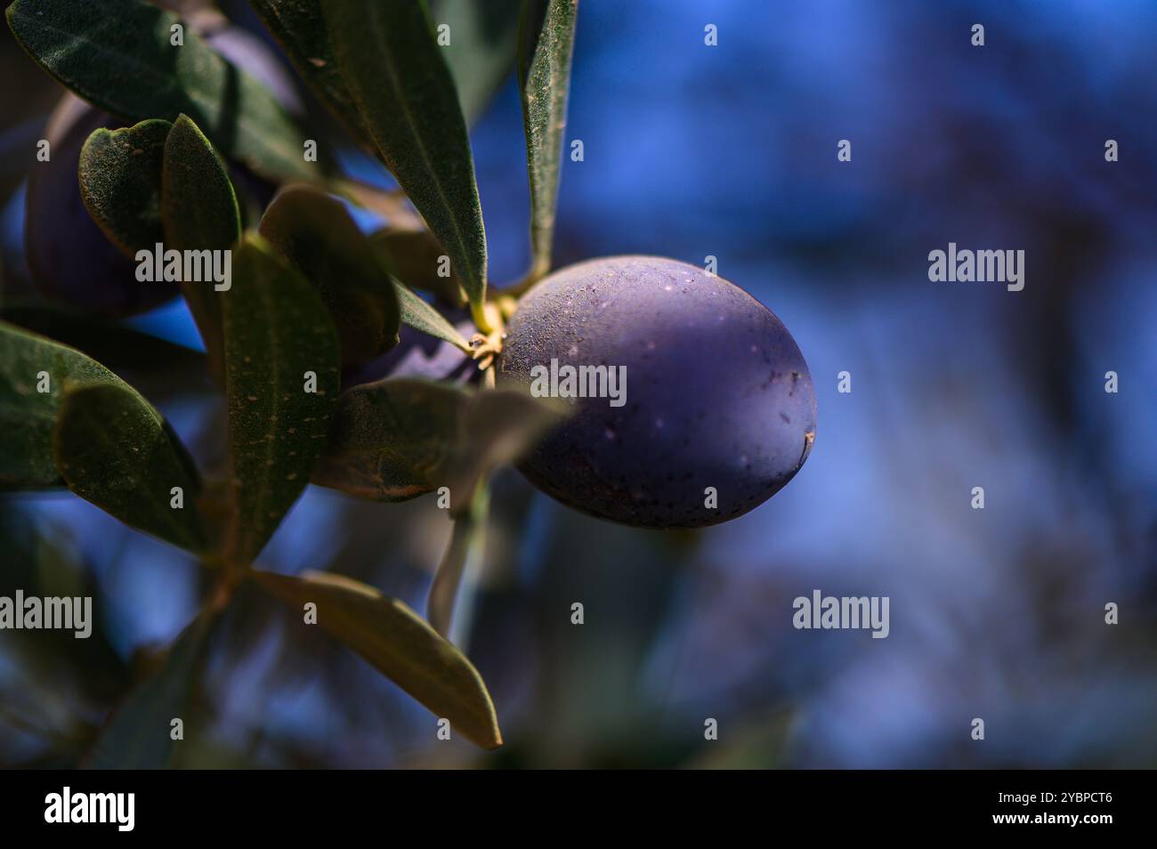 Olive tree branch close up dew hi-res stock photography and images - Alamy