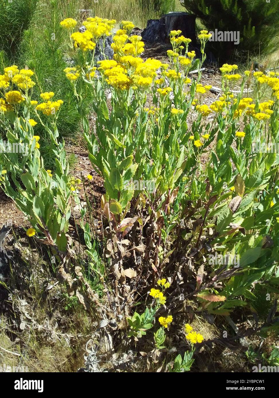 Scented Groundsel (Senecio odoratus) Plantae Stock Photo - Alamy