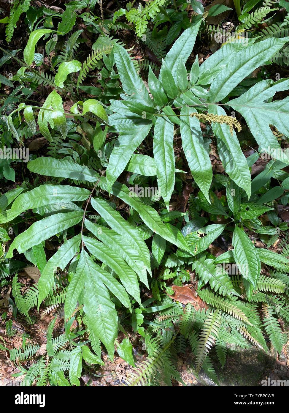 (Anemia phyllitidis) Plantae Stock Photo - Alamy