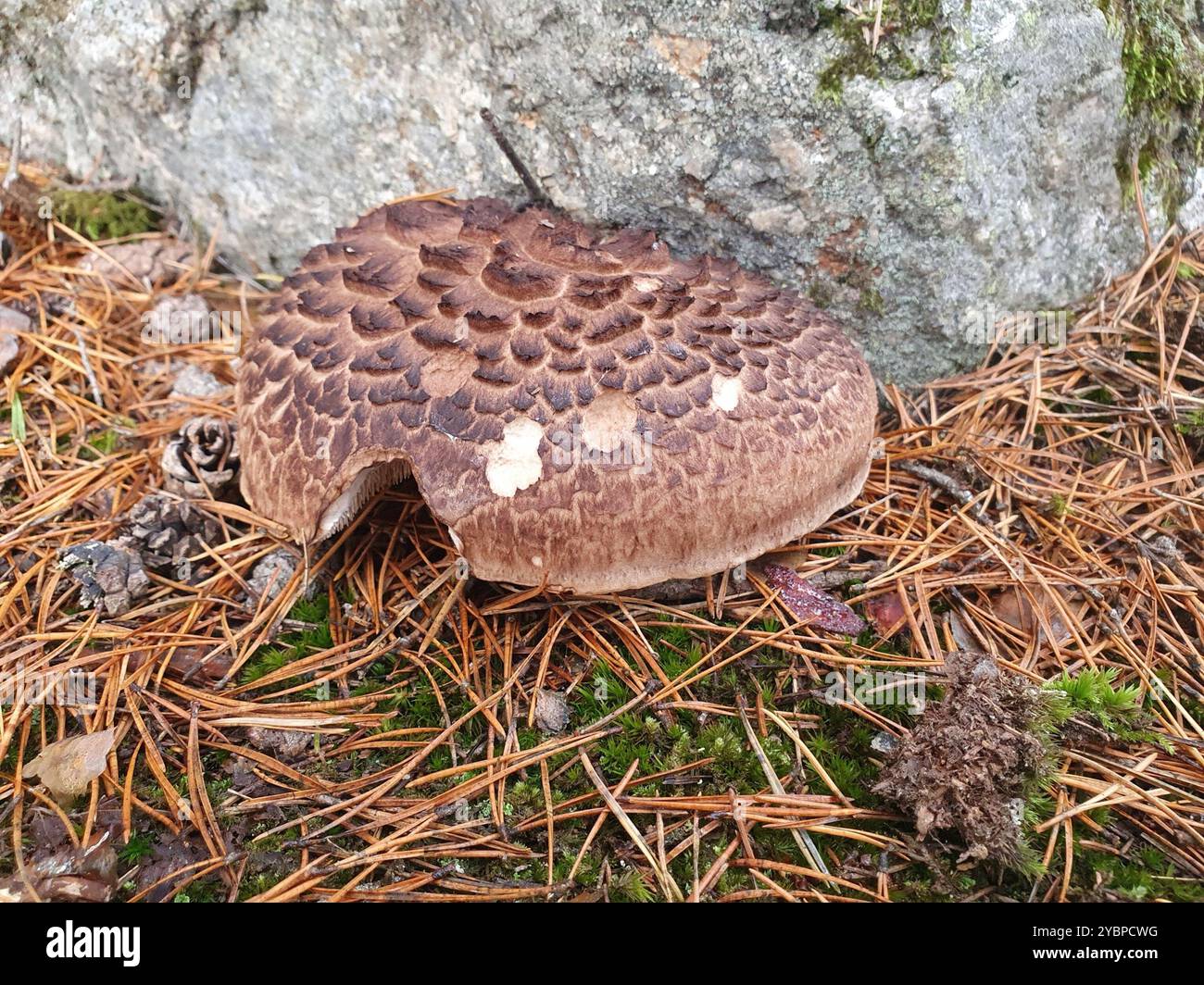 Sarcodon squamosus hi-res stock photography and images - Alamy