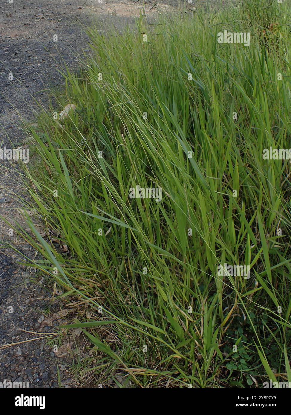 Bread Grass (Urochloa brizantha) Plantae Stock Photo - Alamy