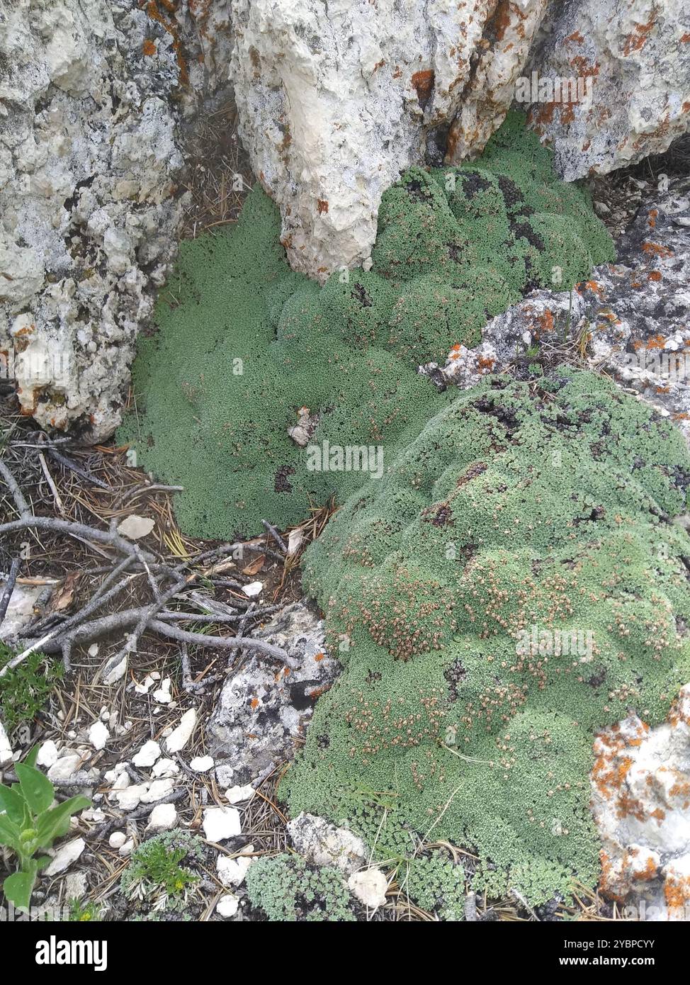Kelseya uniflora hi-res stock photography and images - Alamy