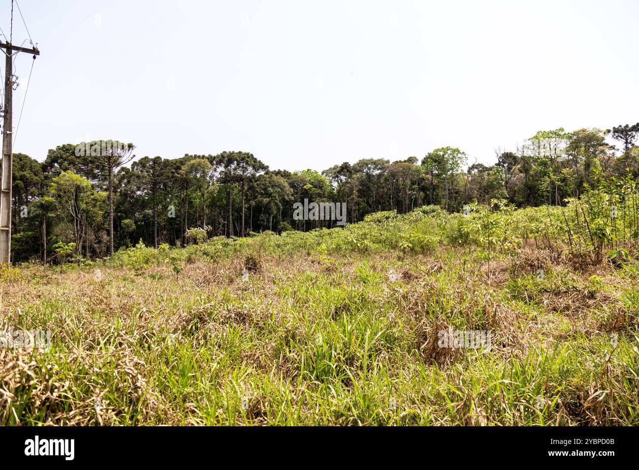 Natural wild landscape of the Atlantic Forest and Brazilian rainforest ...
