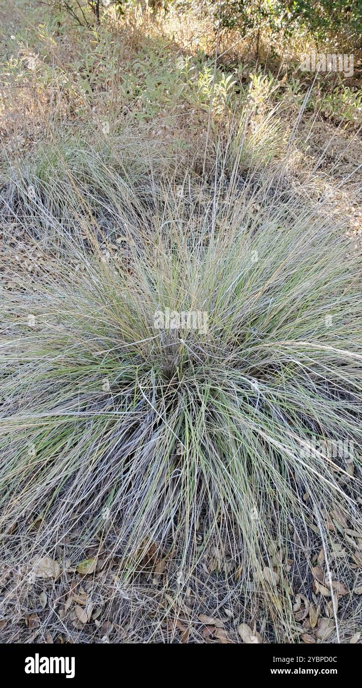 deergrass (Muhlenbergia rigens) Plantae Stock Photo - Alamy