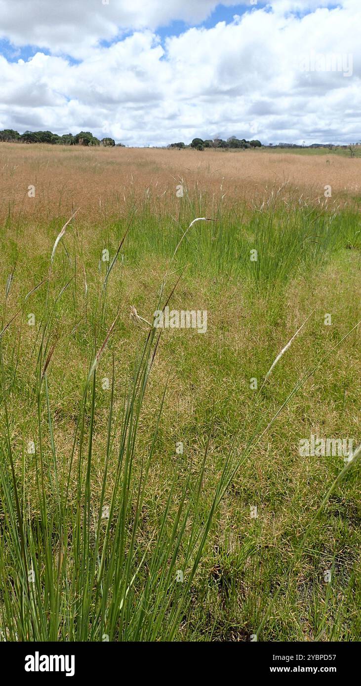 tanglehead (Heteropogon contortus) Plantae Stock Photo - Alamy